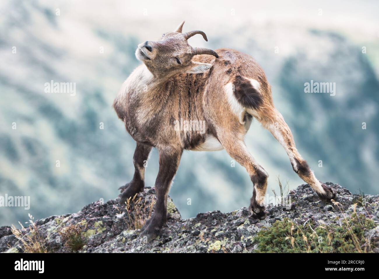 An ibex on a rock while scratching with its horns Stock Photo - Alamy