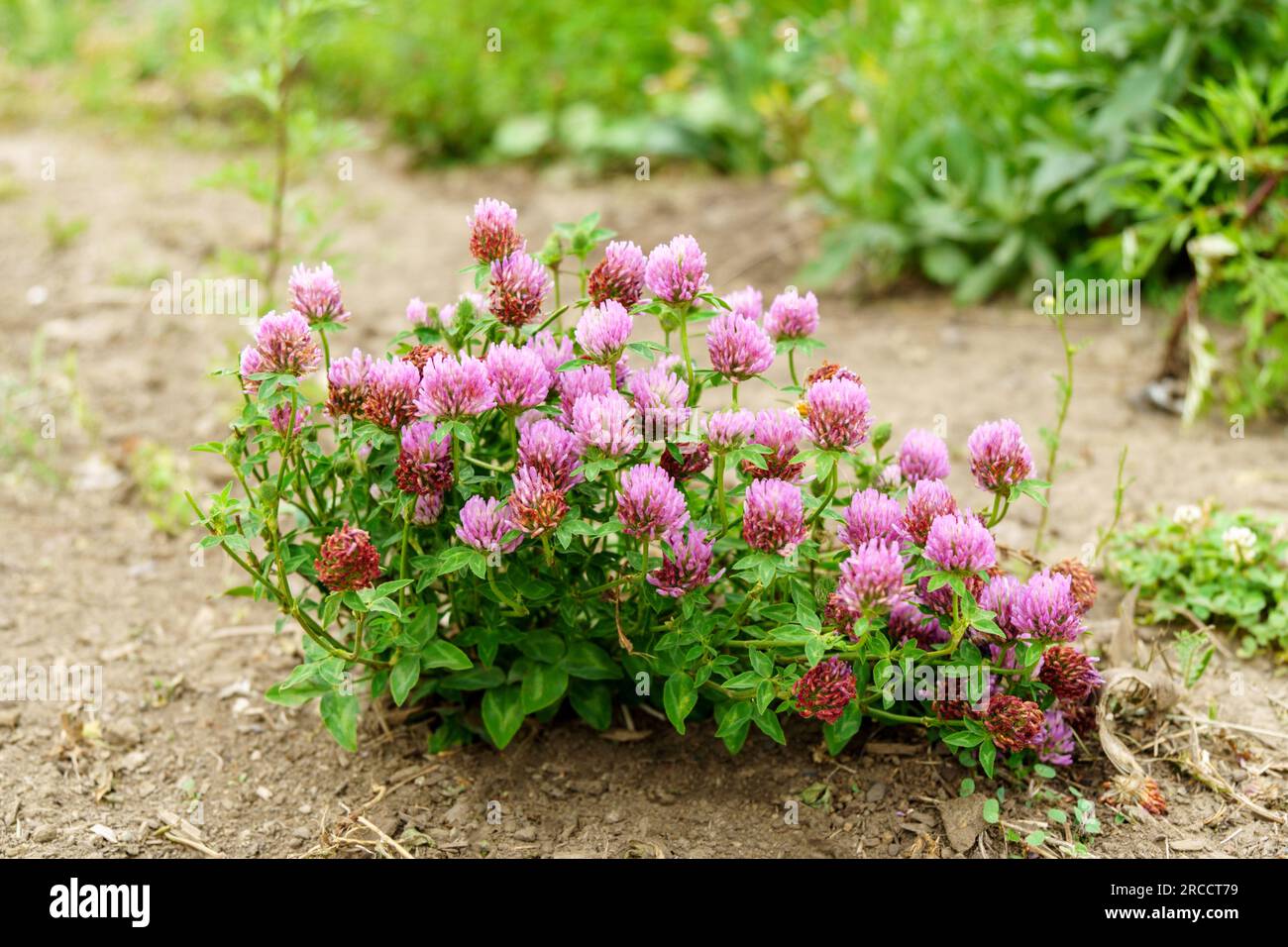 Flowers of violet clover Trifolium repens.The plant is edible ...