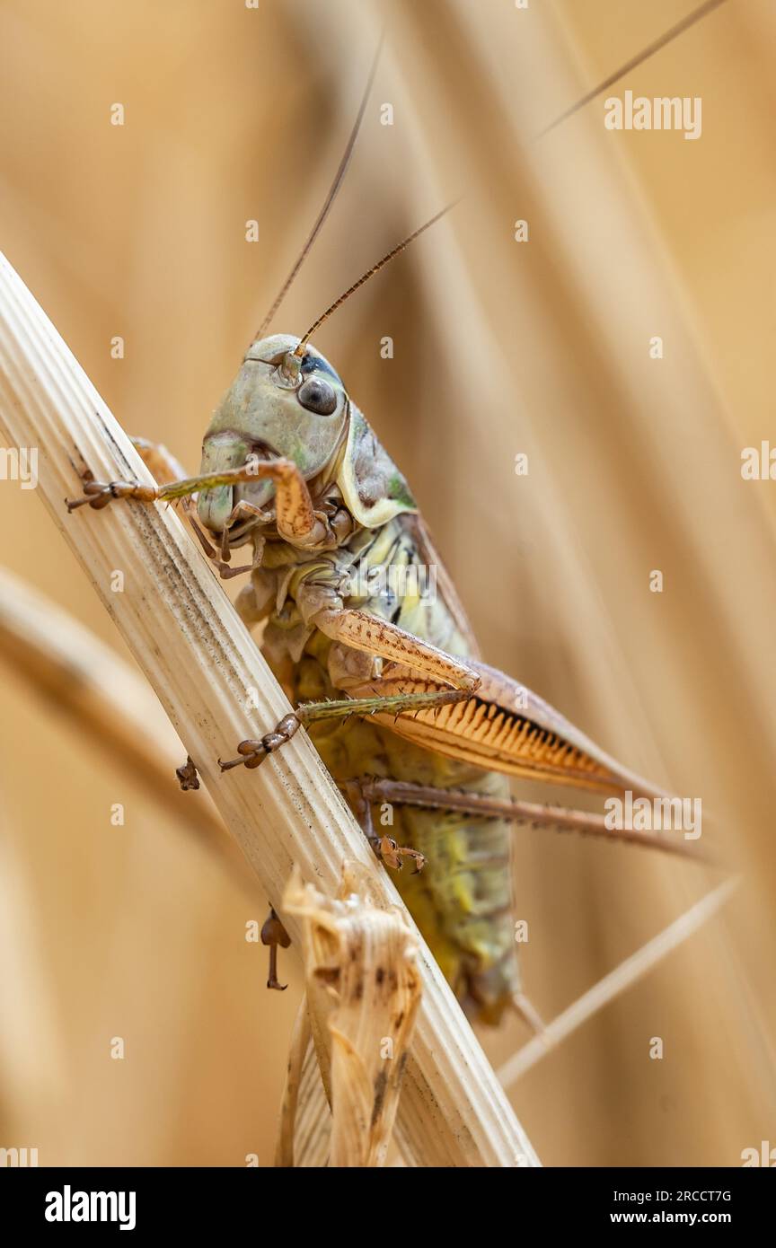Rottweil, Germany. 13th July, 2023. A grasshopper holds onto a stalk in ...
