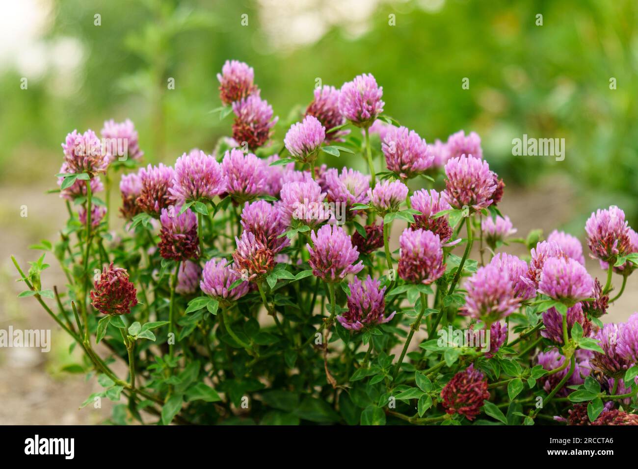 Flowering plant in the family fabaceae hi-res stock photography and ...