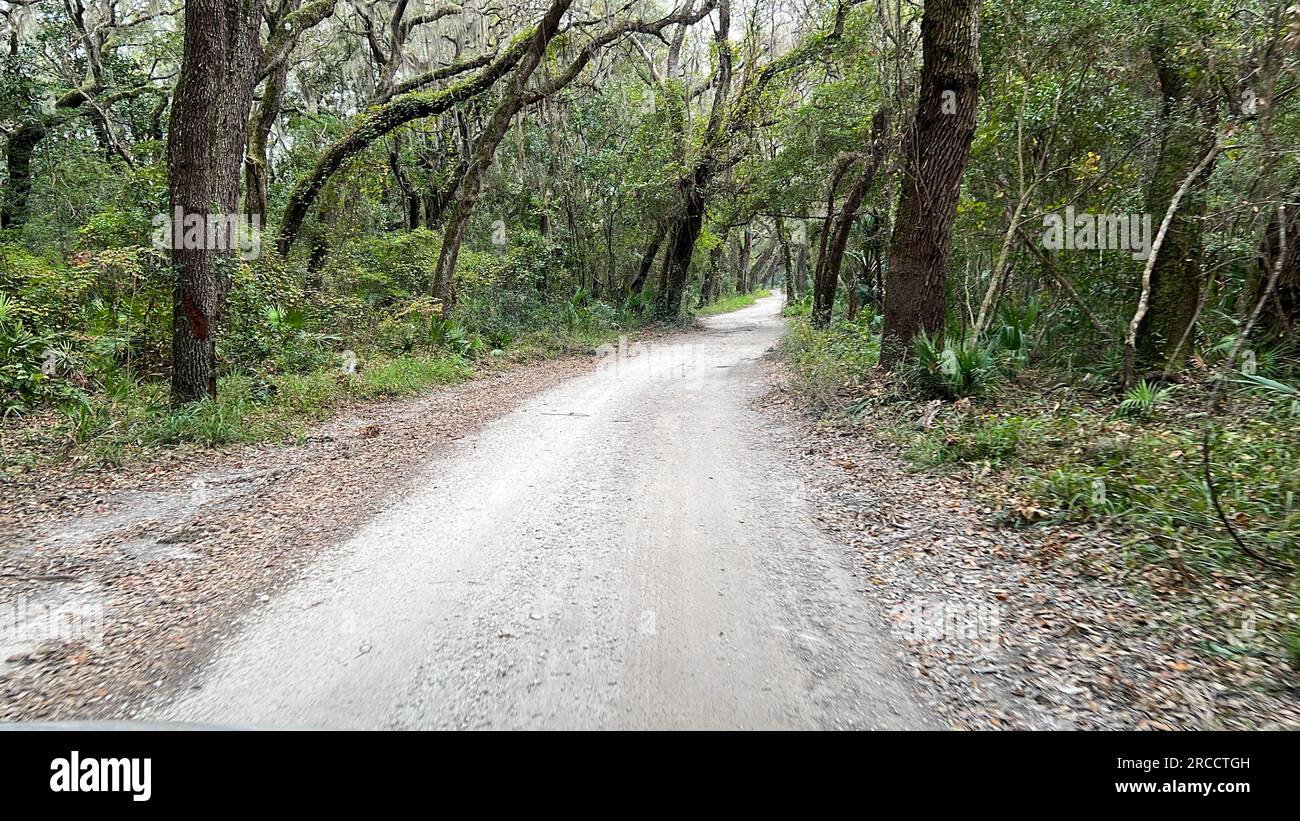 The drive through the forrest in Timucuan Ecological National Park in ...