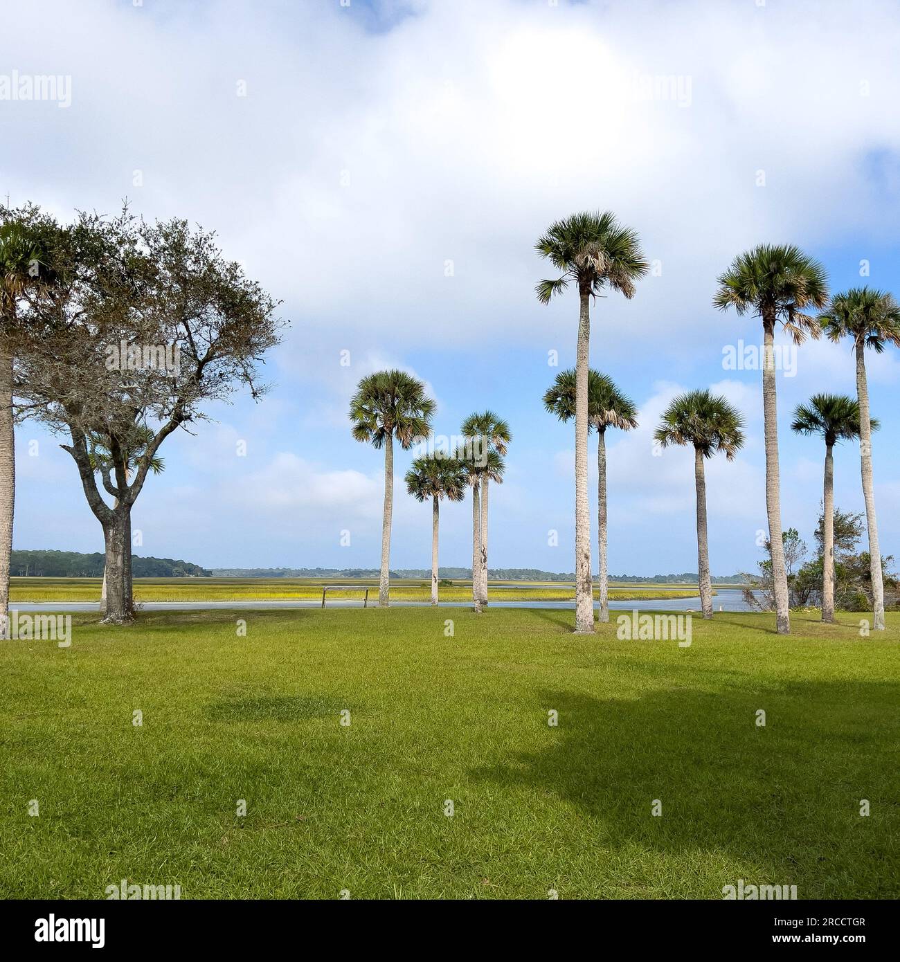 Palm trees along a marshy area in northeast Florida along the St. Johns ...