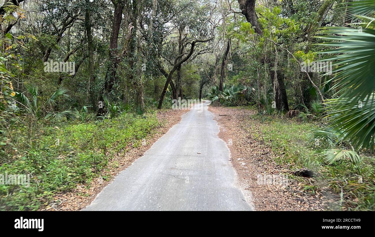The drive through the forrest in Timucuan Ecological National Park in ...