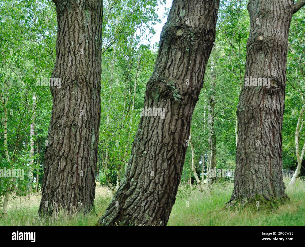 Pinus radiata - Trees Stock Photo - Alamy