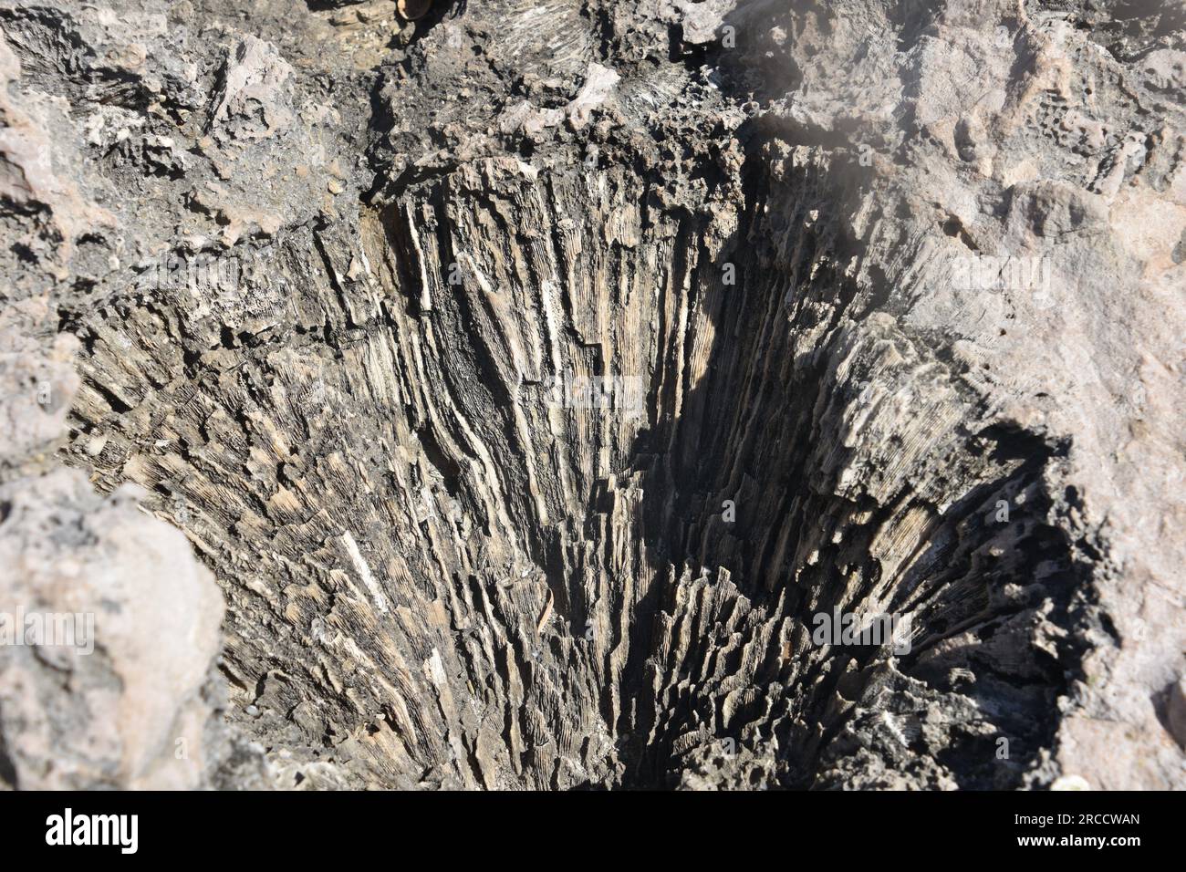Fossilized impressions in the coastal lava rock in tropical Aruba Stock ...