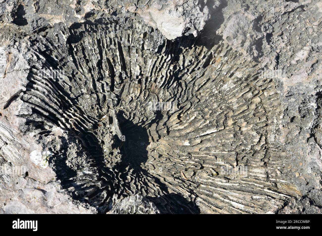 Impressions of fossils embedded in the stone lava rock Stock Photo - Alamy
