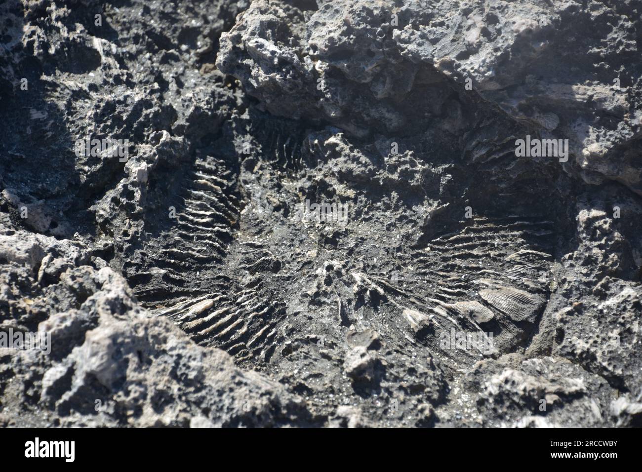 Impressions of fossils embedded in the ancient lava rock Stock Photo ...