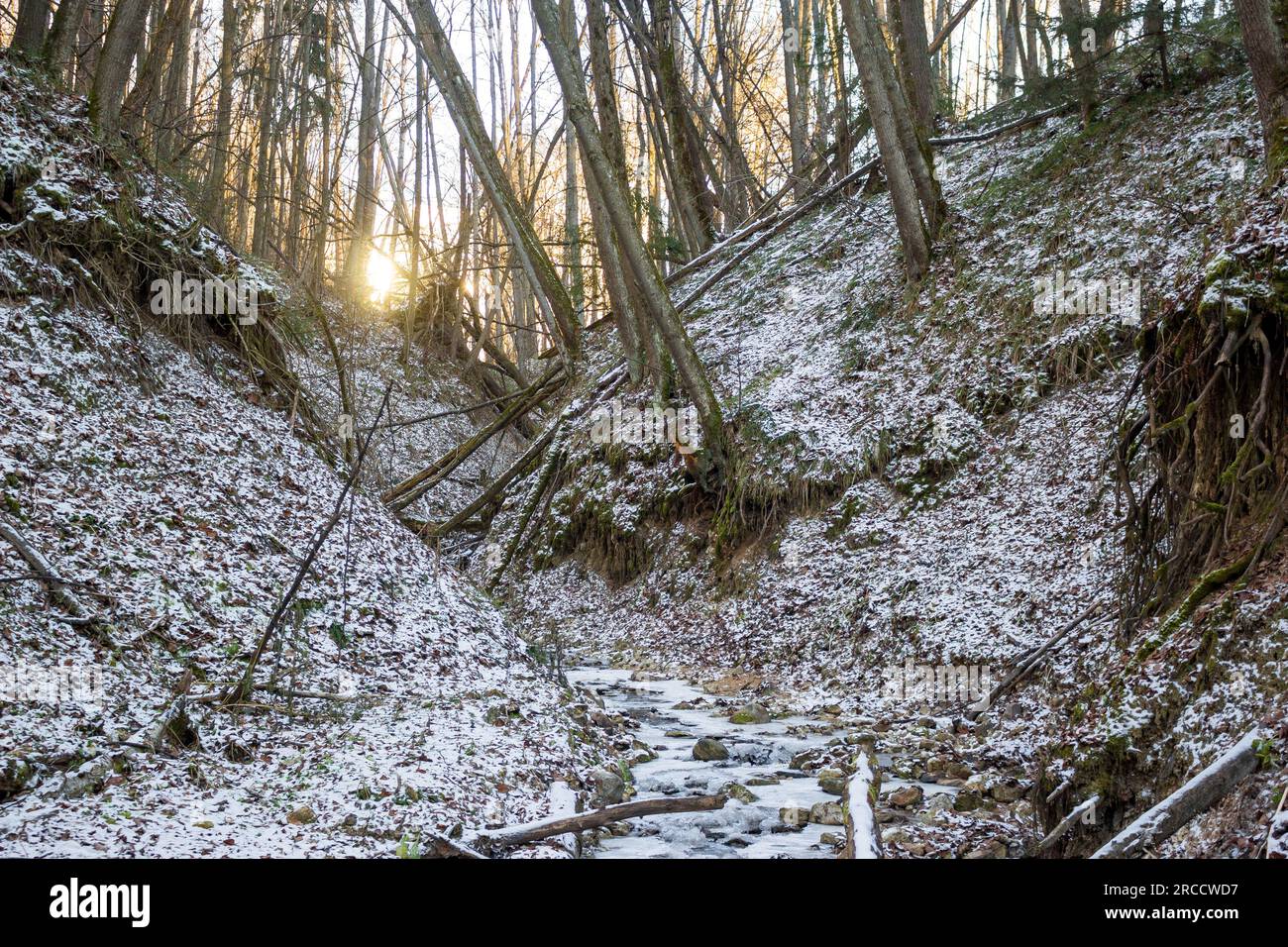 Ravine with sliding slopes in the forest in winter Stock Photo - Alamy