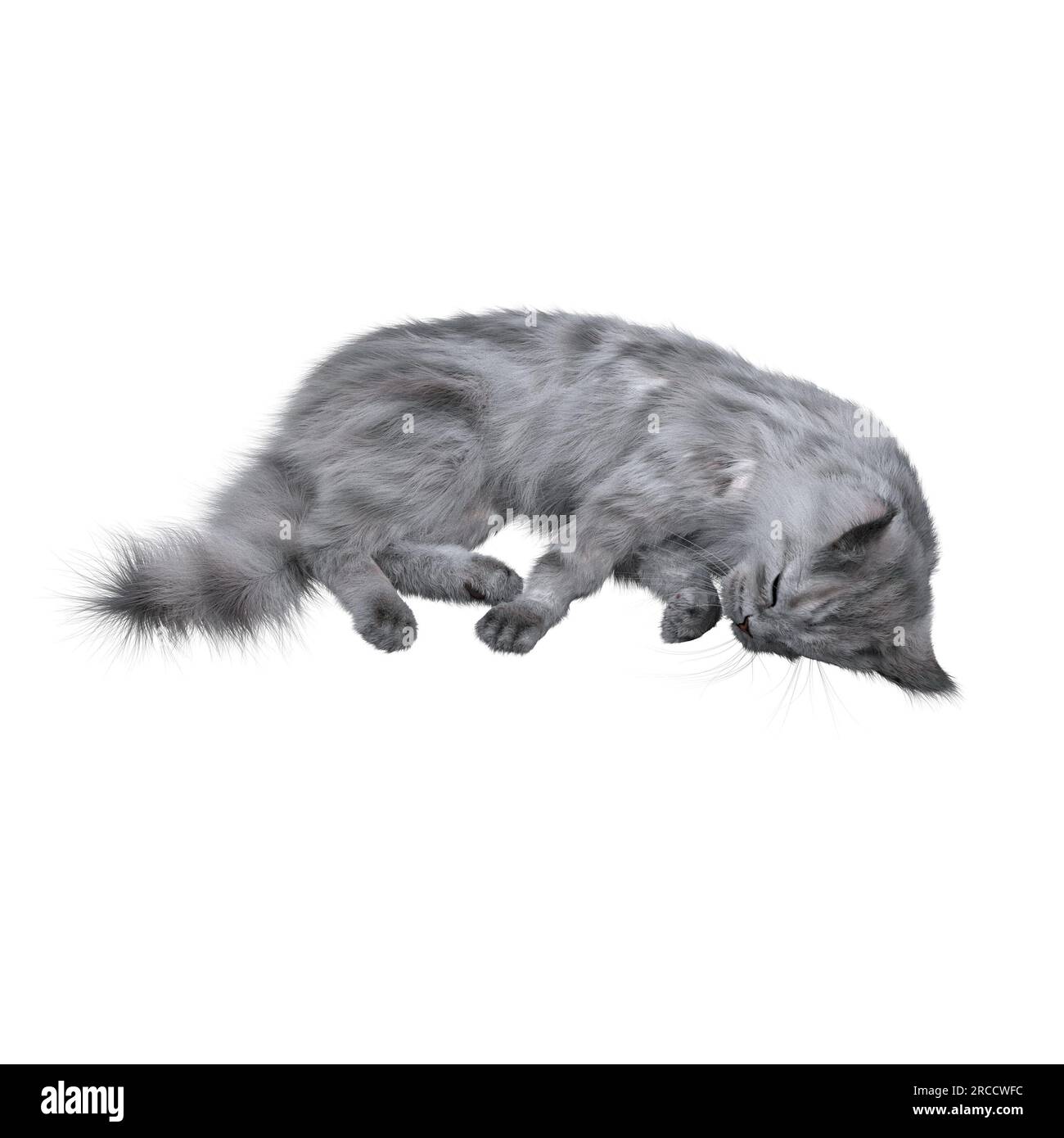 cat isolated on white background, 3D illustration, cg render Stock ...