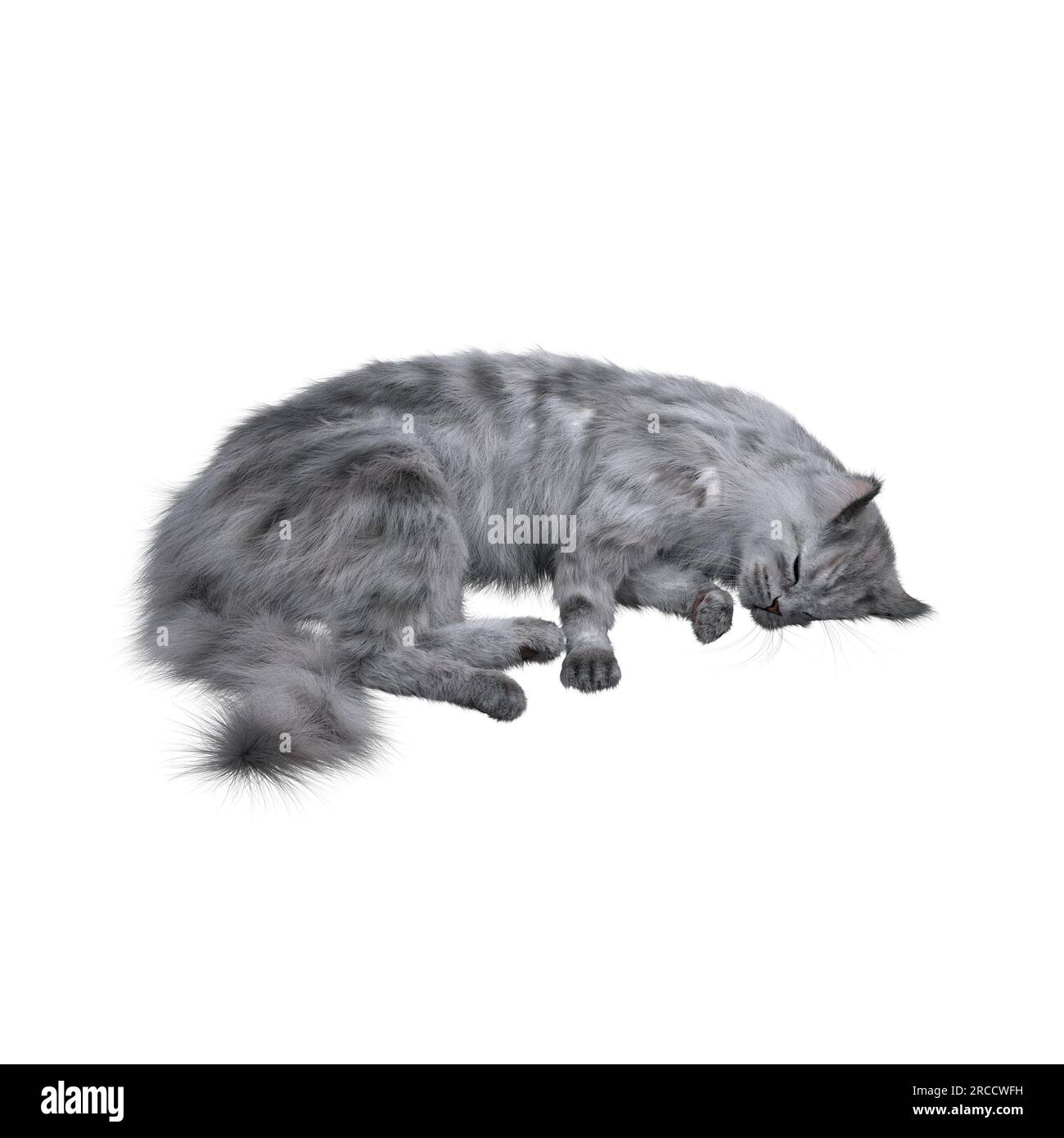 cat isolated on white background, 3D illustration, cg render Stock ...