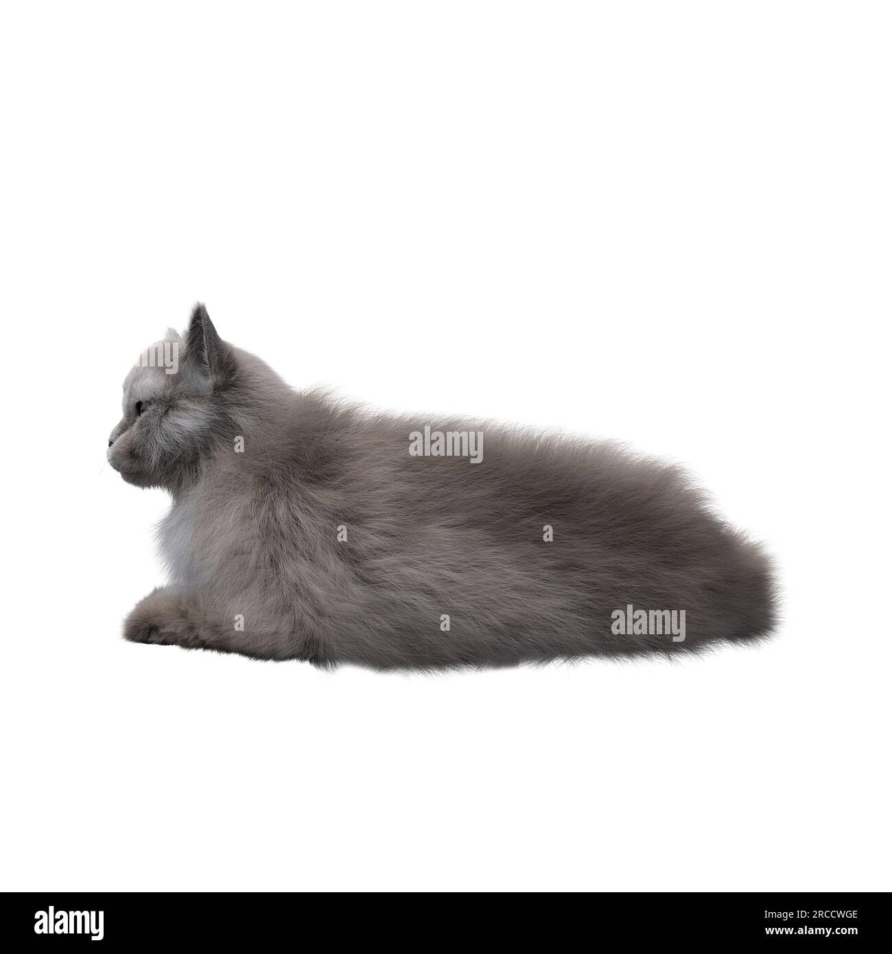cat isolated on white background, 3D illustration, cg render Stock ...