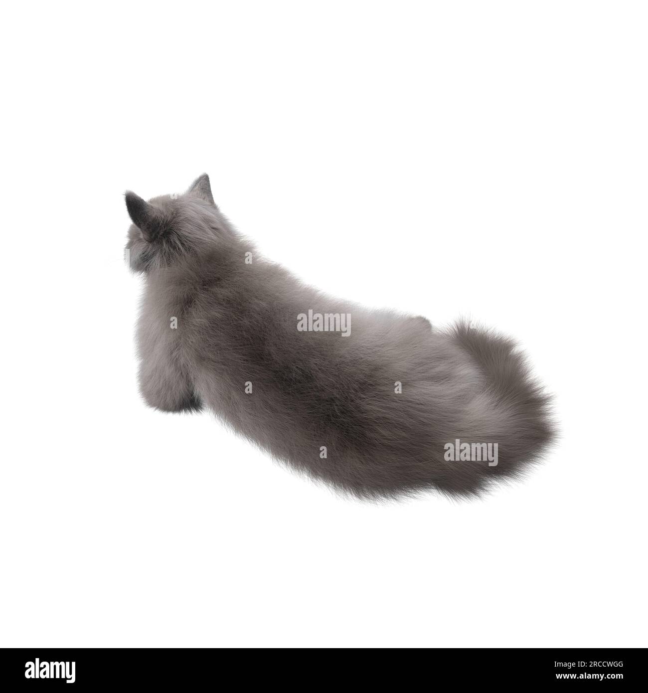 cat isolated on white background, 3D illustration, cg render Stock ...