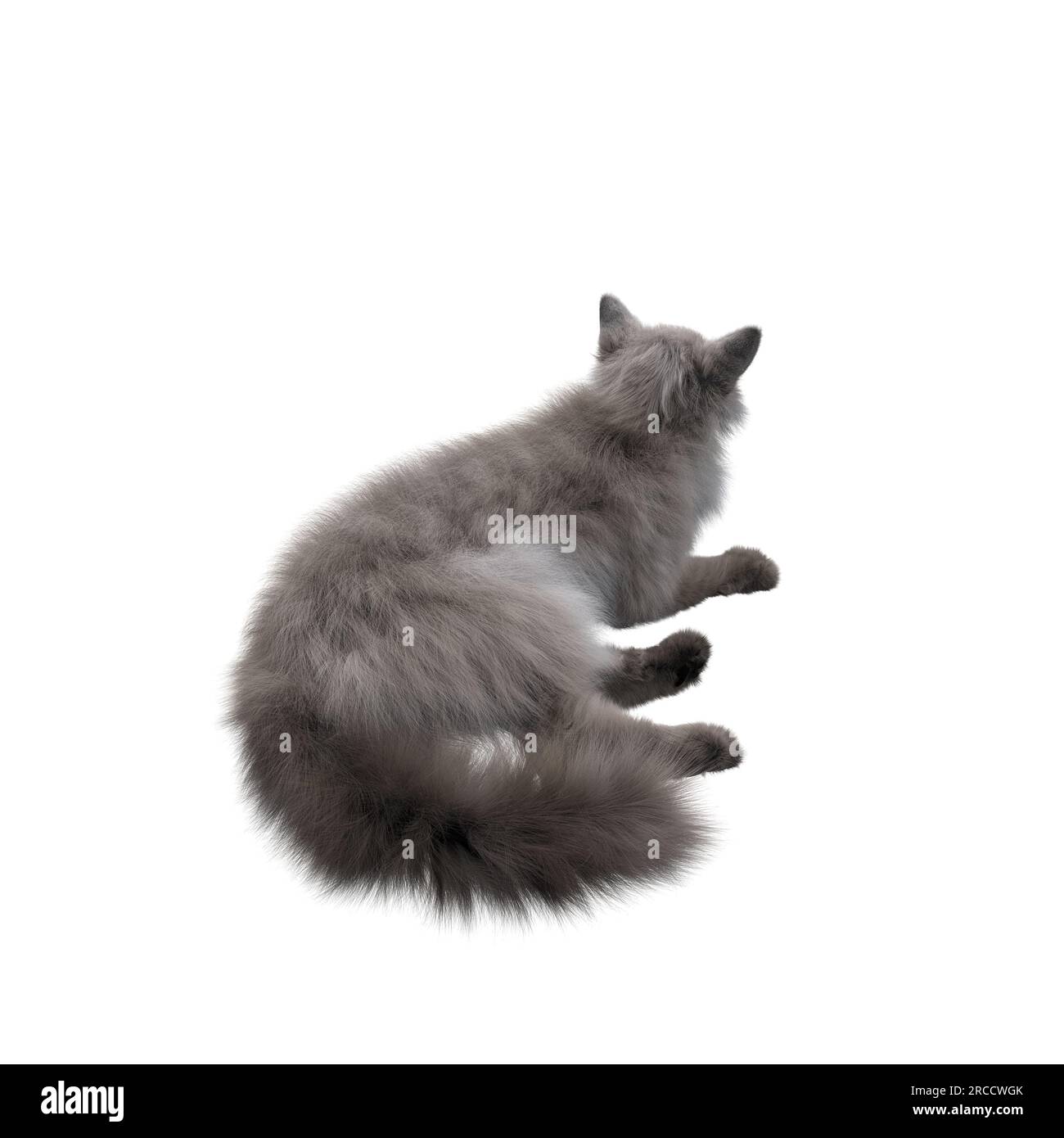 cat isolated on white background, 3D illustration, cg render Stock ...