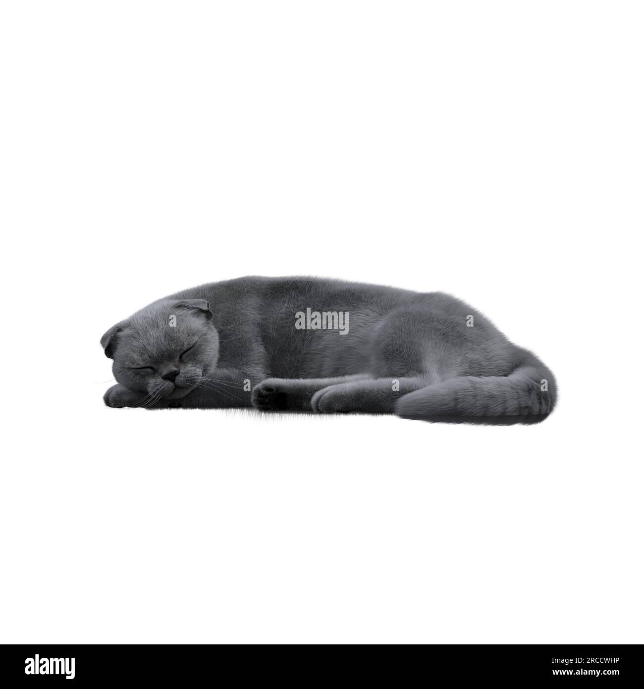 cat isolated on white background, 3D illustration, cg render Stock ...