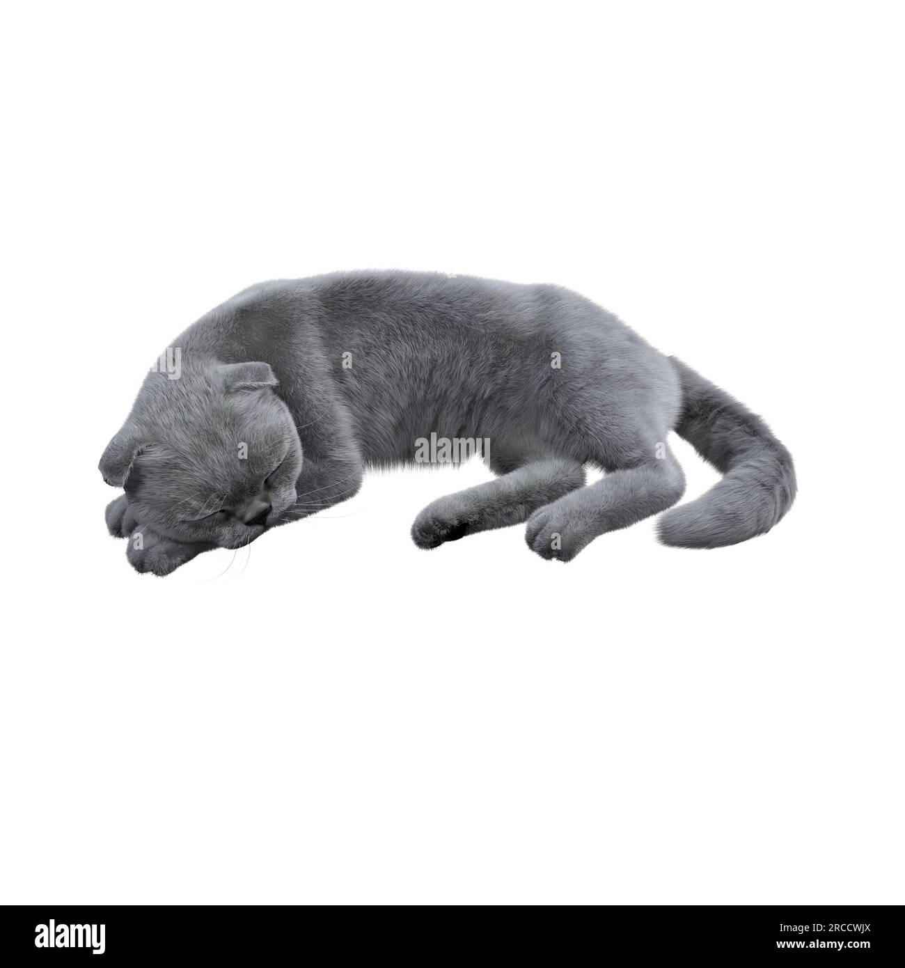 cat isolated on white background, 3D illustration, cg render Stock ...
