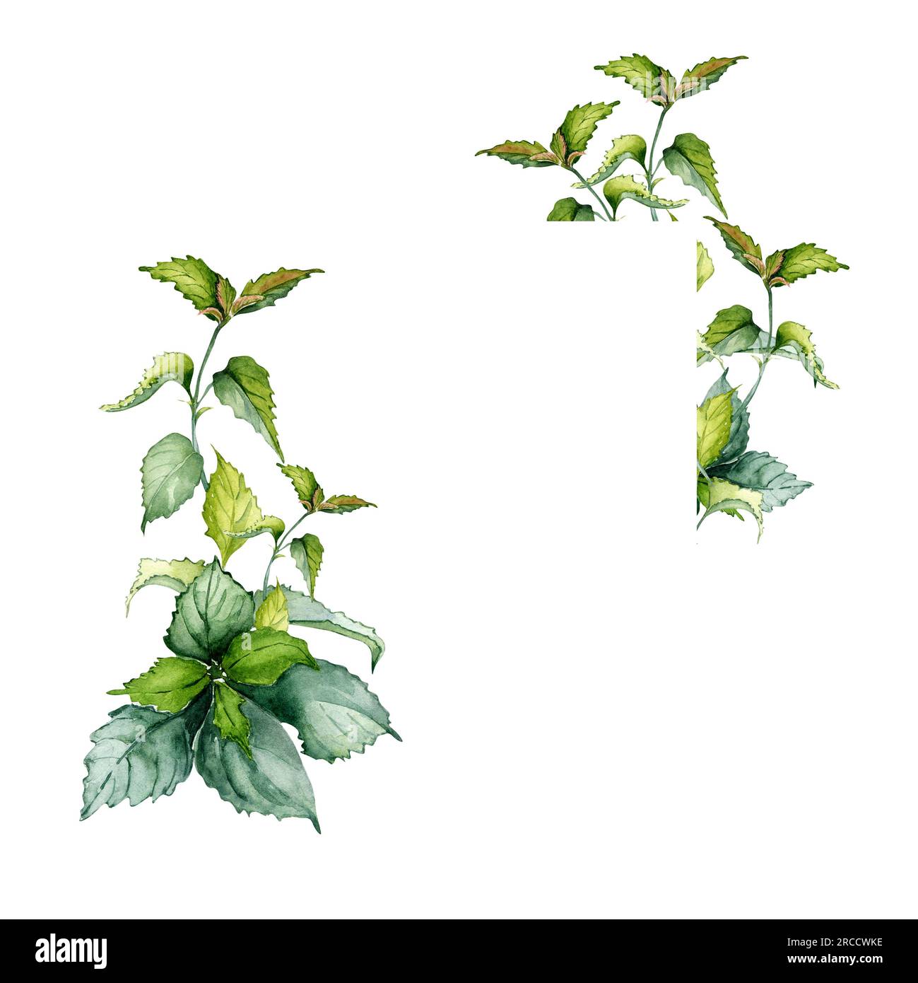 Frame of nettle stem herbal plant watercolor illustration isolated on ...