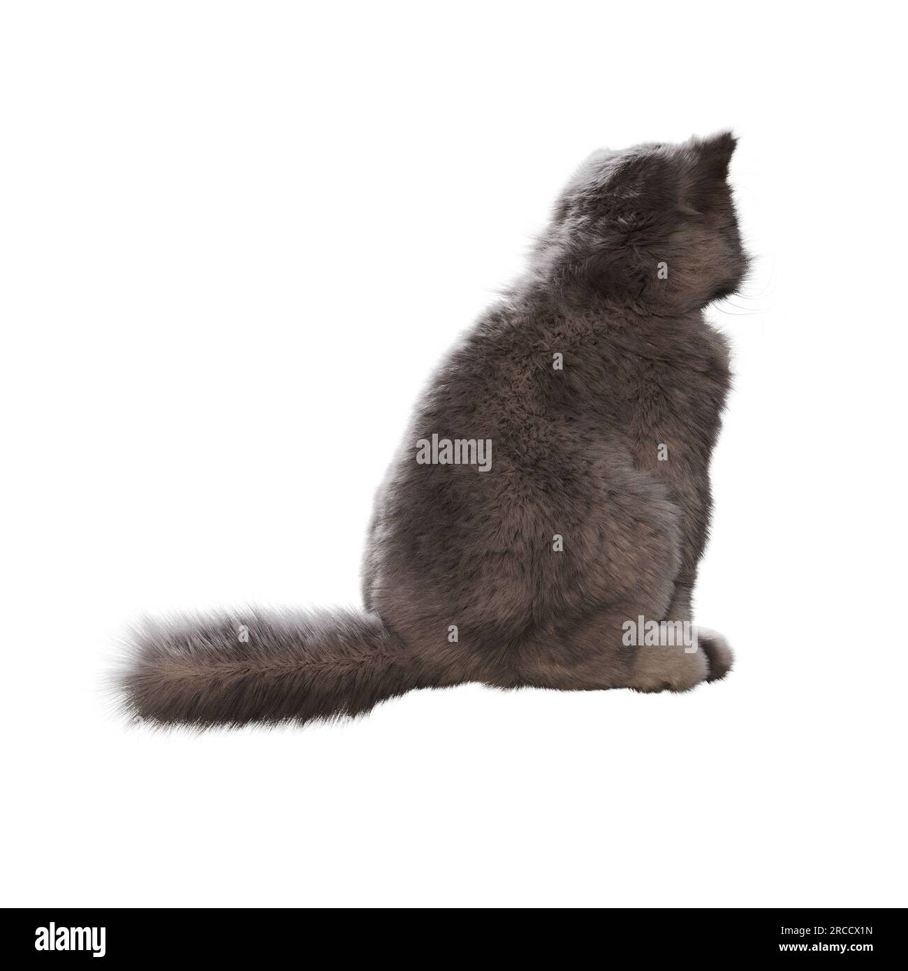 cat isolated on white background, 3D illustration, cg render Stock ...