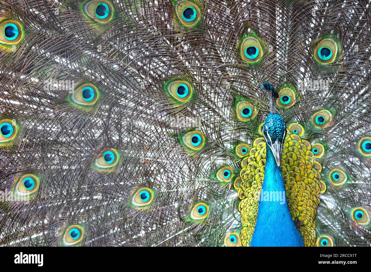 Bright colorful peacock with its colorful tail fully opened Stock Photo ...