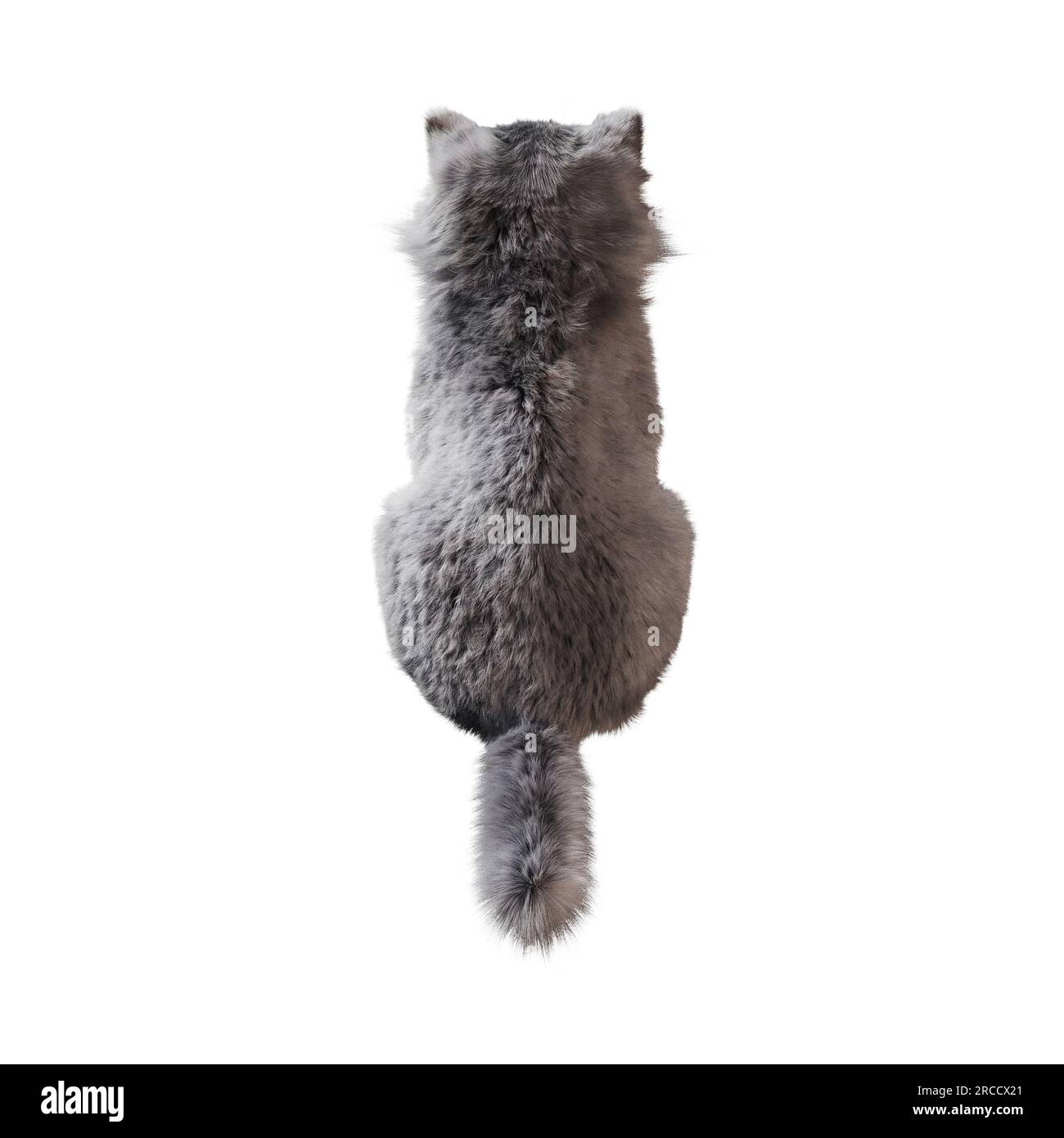 cat isolated on white background, 3D illustration, cg render Stock ...