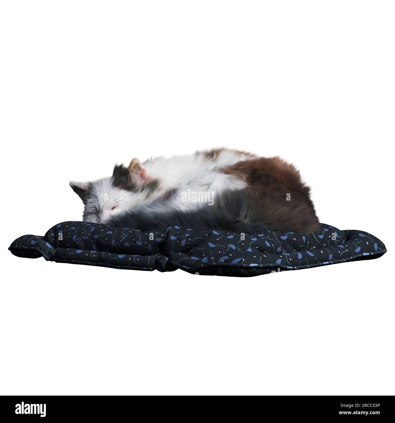 cat isolated on white background, 3D illustration, cg render Stock ...