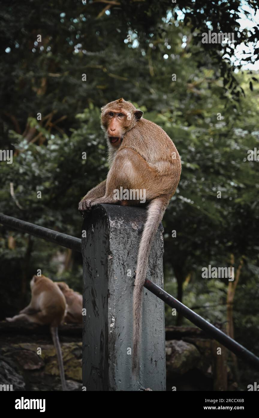 monkey sitting and relaxing on a pole in wilderness Stock Photo - Alamy