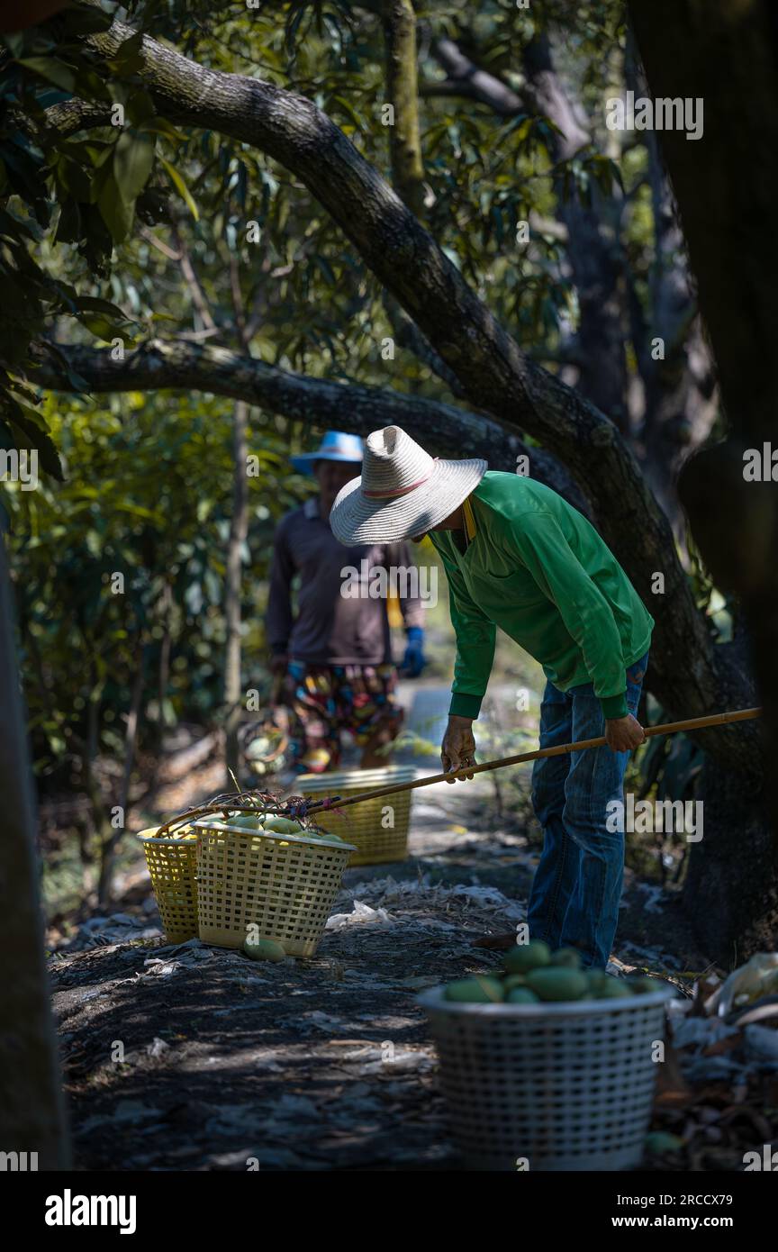 Villagers harvesting mango crop in the shades of the trees Stock Photo ...