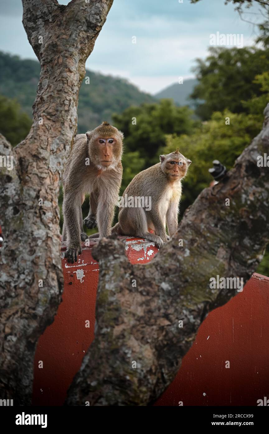 curious monkeys in the wilderness Stock Photo - Alamy