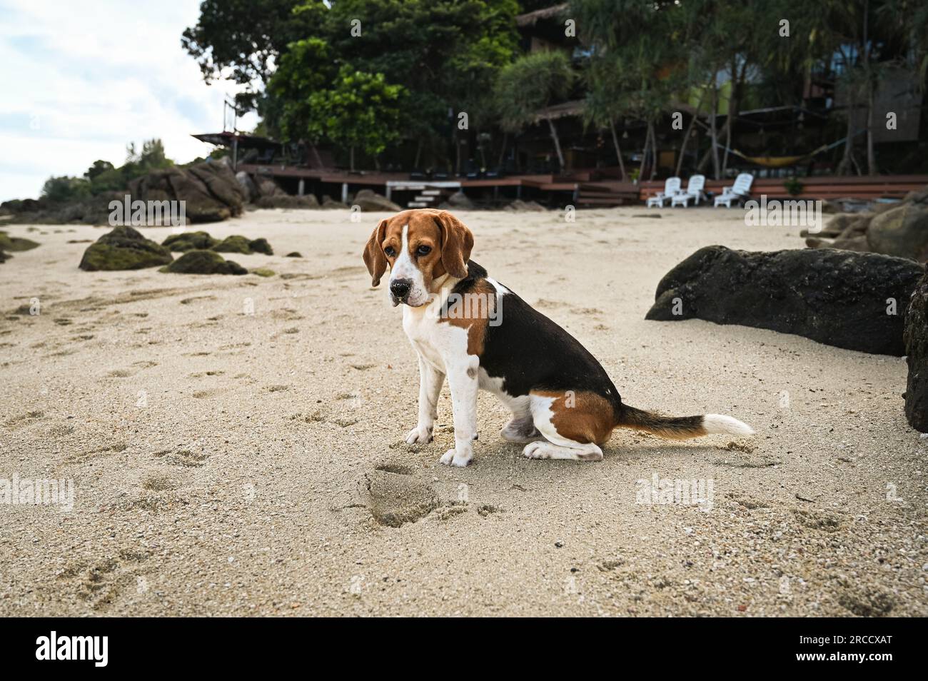 Beagle puppy on the beach Stock Photo - Alamy