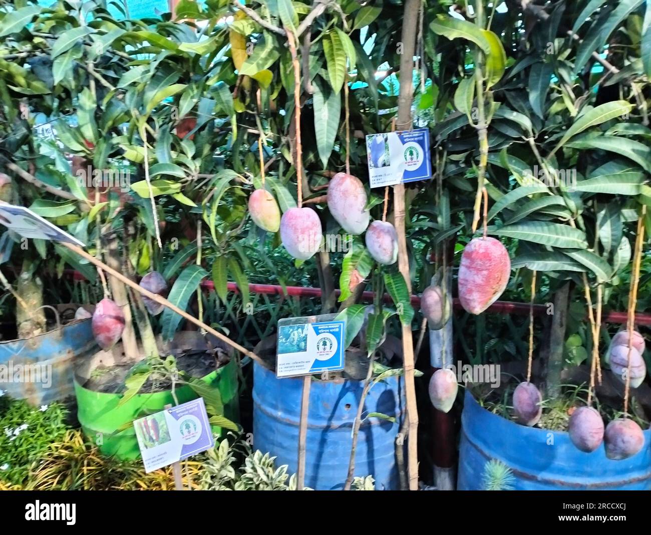 Purple Mango Tree Stock Photo - Alamy