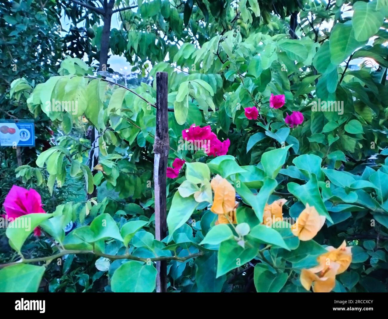 Flower in branch Stock Photo - Alamy