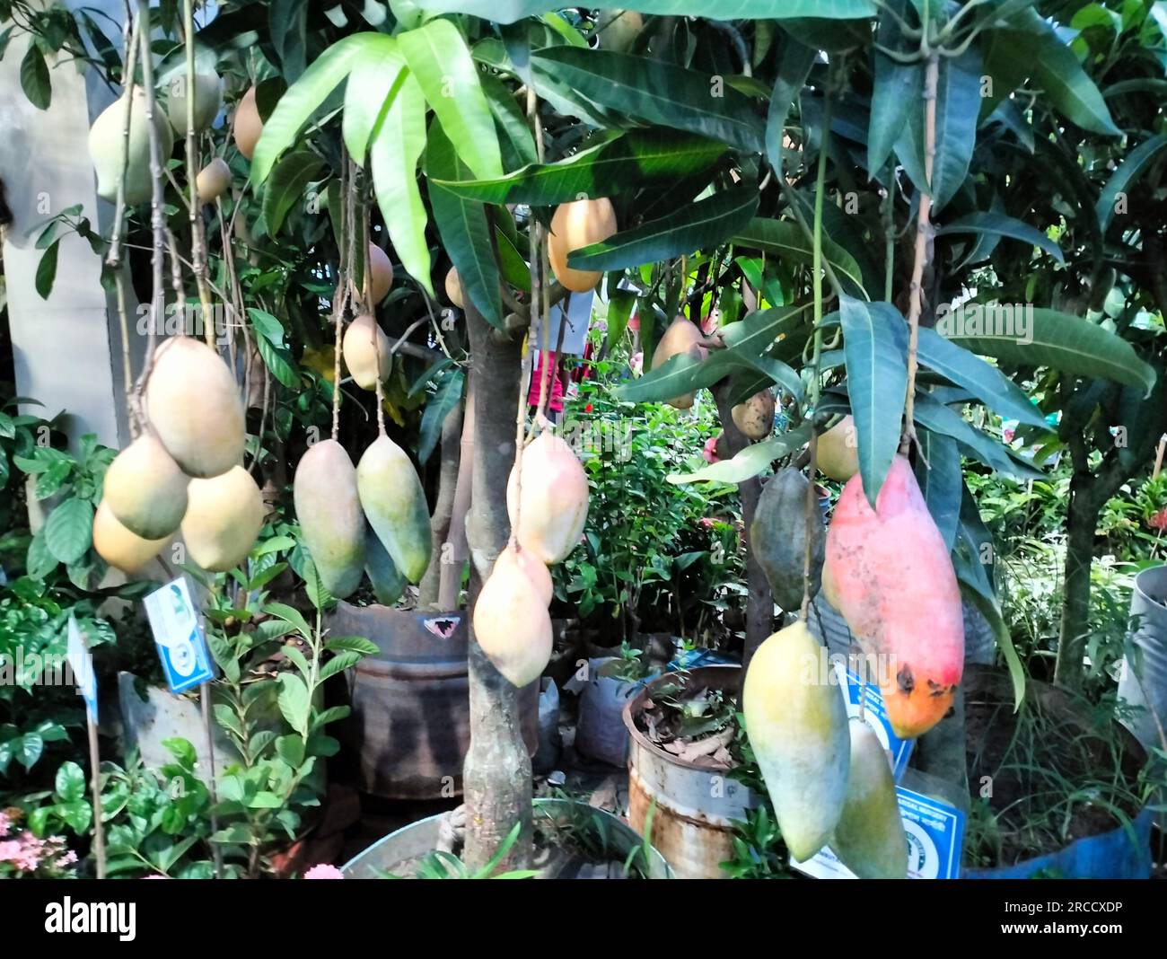 Purple Mango Tree Stock Photo - Alamy