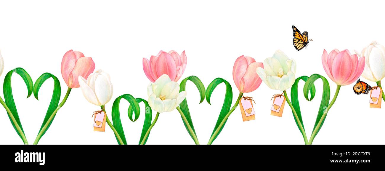 Watercolour drawn seamless border from beautiful pink and white tulip ...