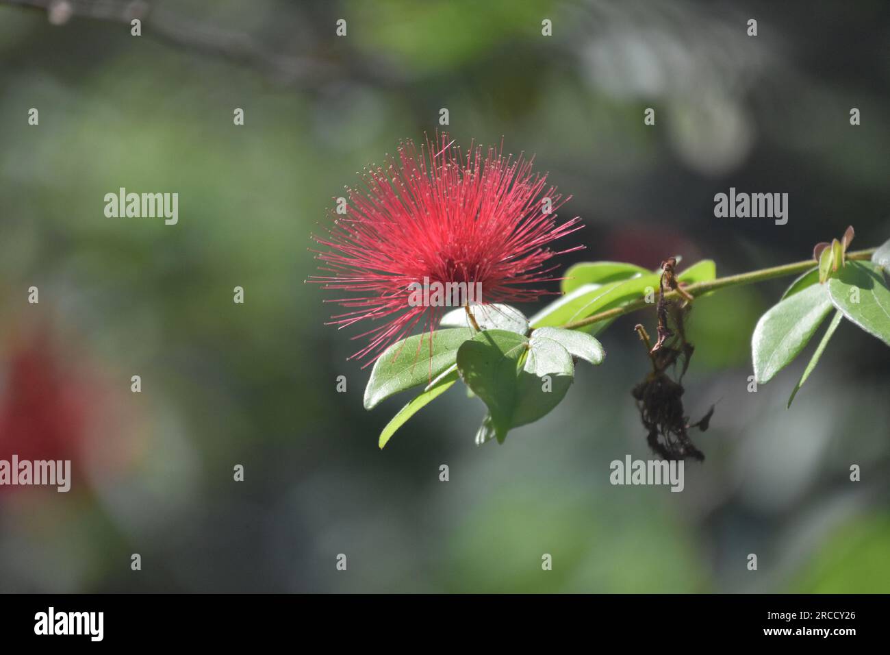 Bright red mimosa flower blooming on a new tree in the summer Stock ...