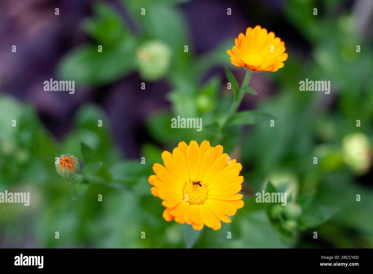 Calendula officinalis. Calendula flower with insectc on green nature ...