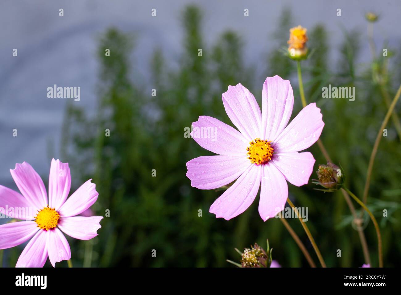 Cosmos bipinnatus commonly called garden cosmos is a flowering ...
