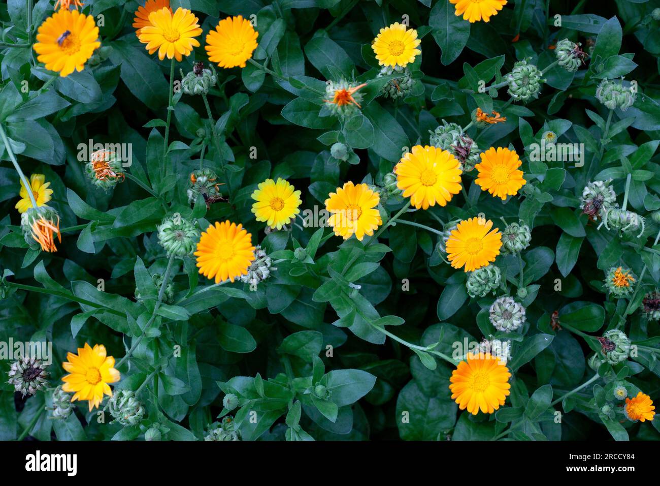Calendula officinalis. Calendula flower on green nature summer ...