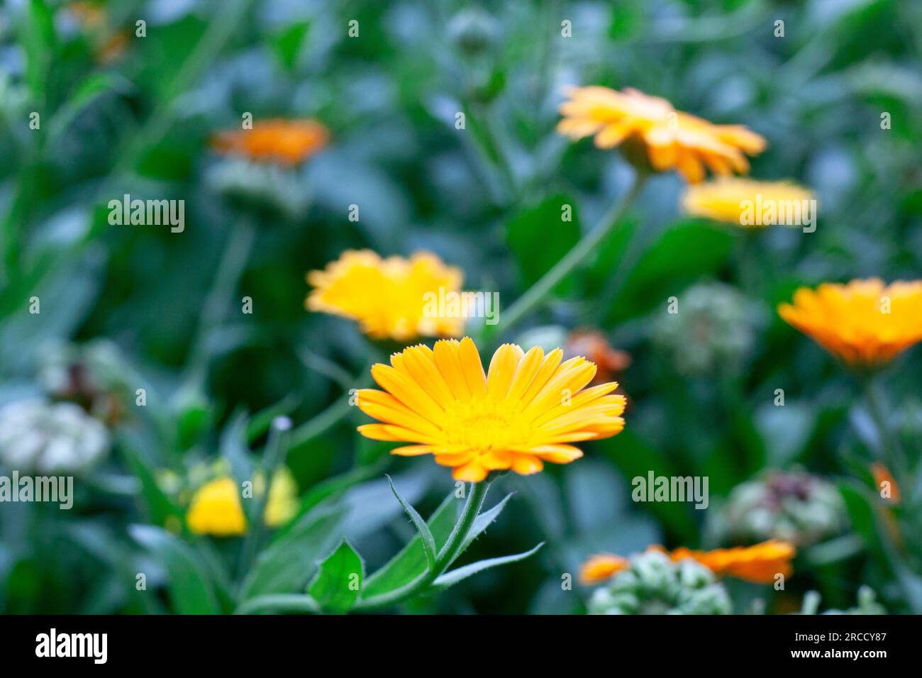 Calendula officinalis. Calendula flower on green nature summer ...