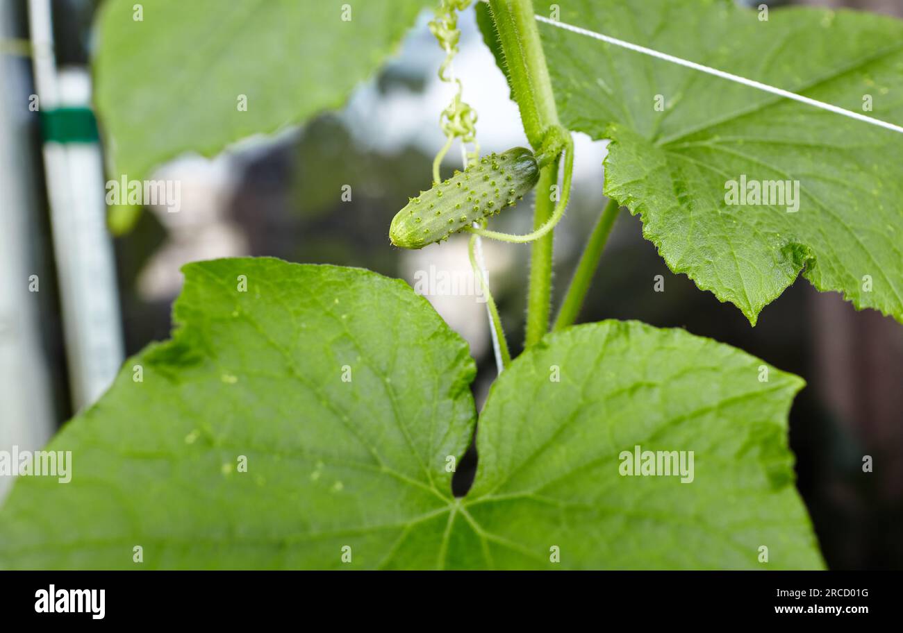 Natural cucumber grows in a greenhouse. Growing fresh vegetables in a ...
