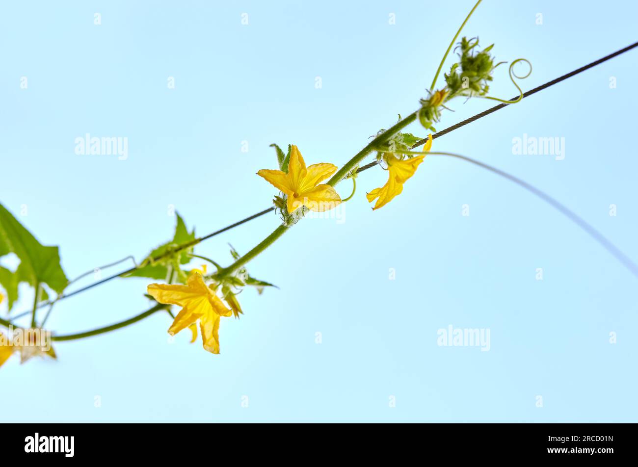 Natural cucumber grows in a greenhouse. Growing fresh vegetables on sky ...