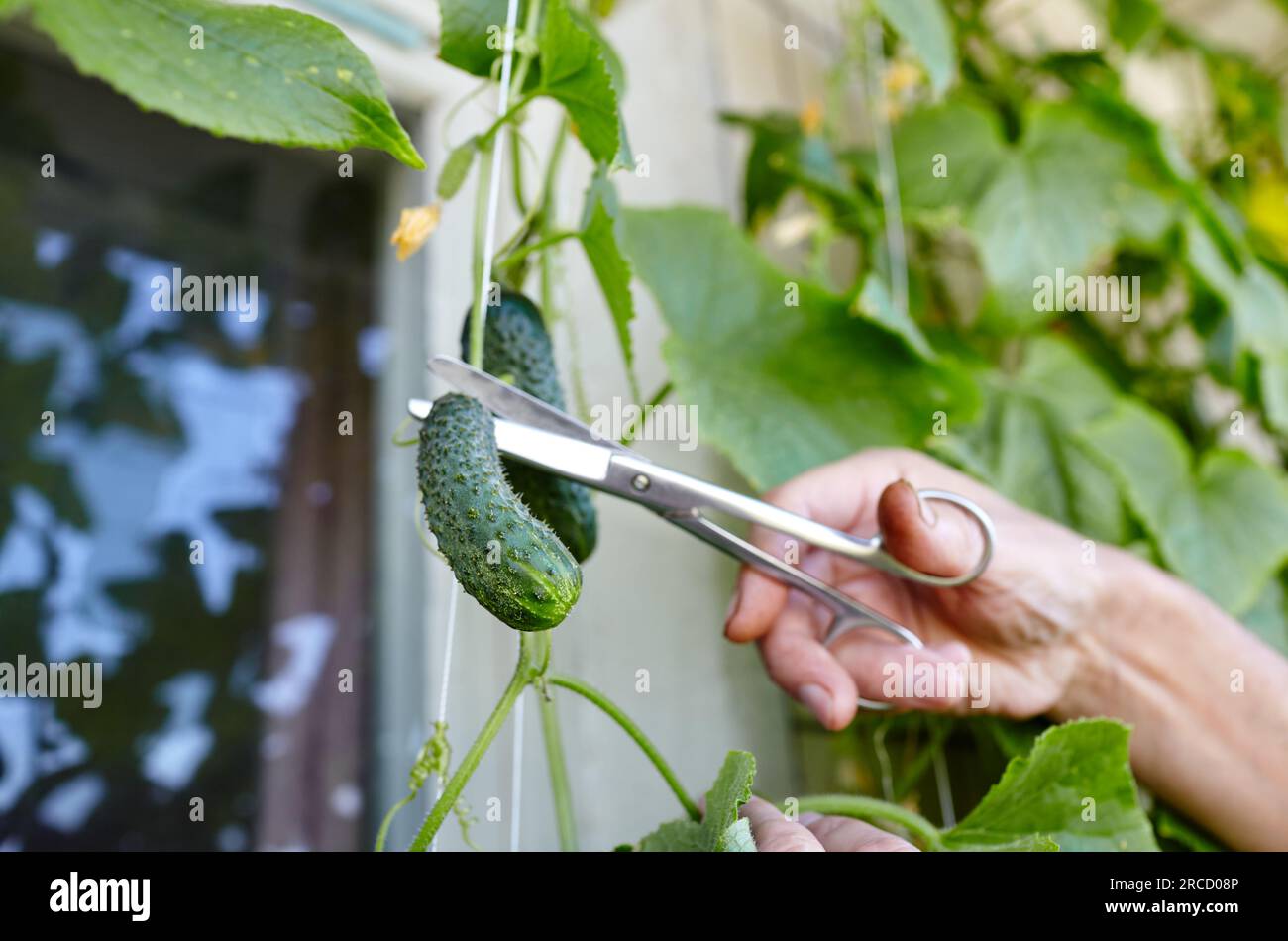 Men's hands harvests cuts the cucumber with scissors. Farmer man ...