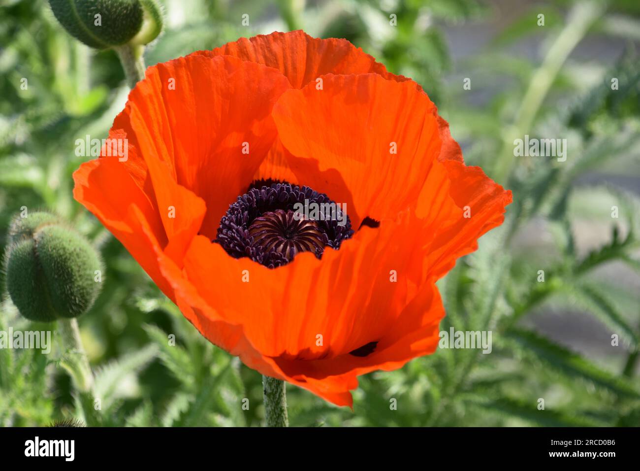 Gorgeous look into the center of a flowering Oriental poppy blossom ...