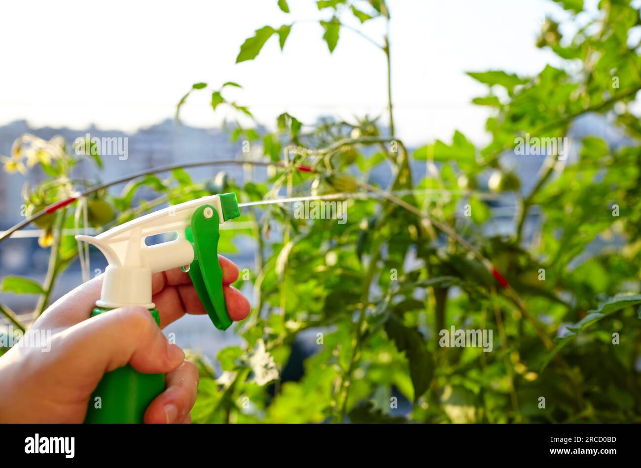 Tomato grows in a greenhouse. Men's hands hold spray bottle and ...