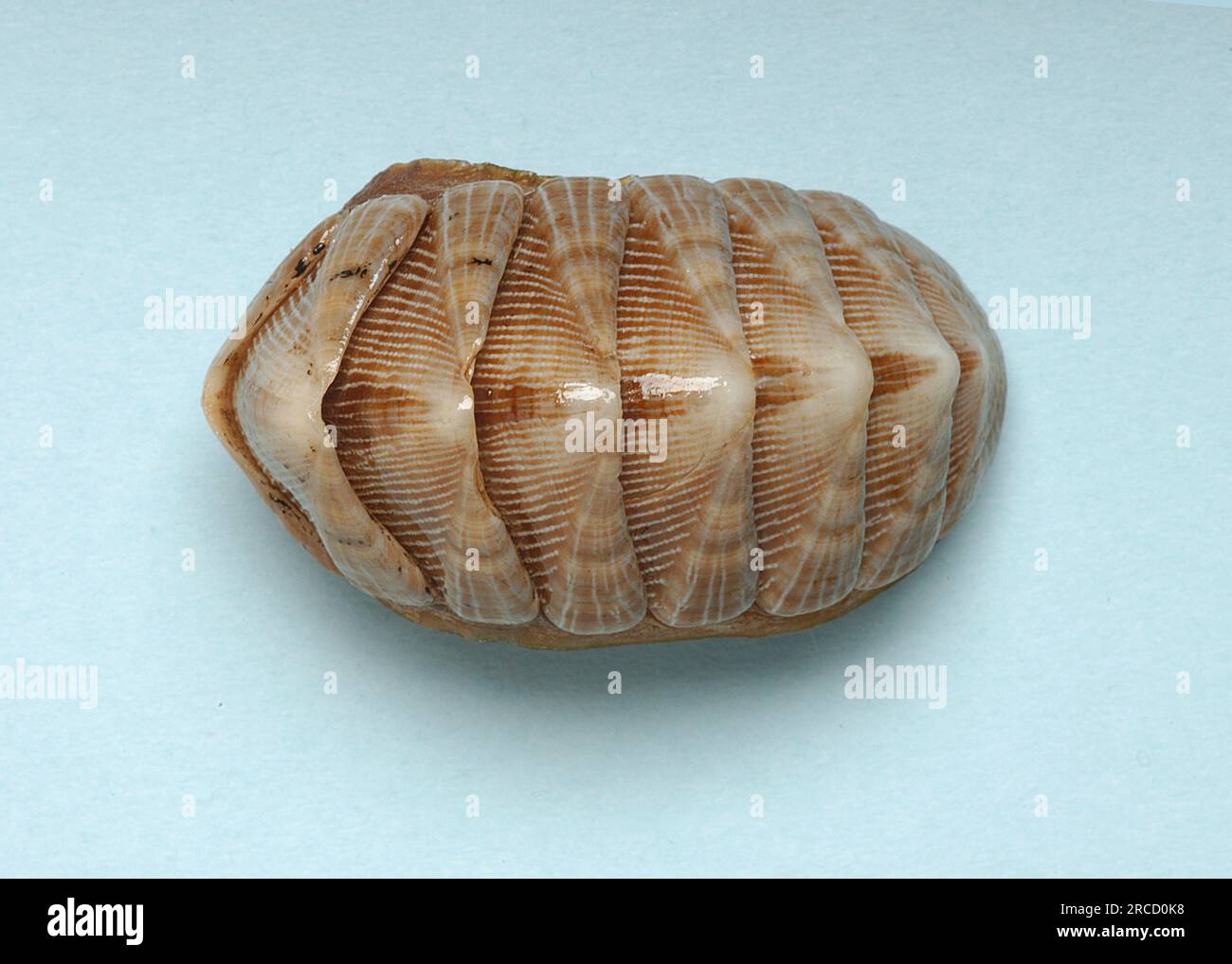 Chaetopleura angulata hi-res stock photography and images - Alamy