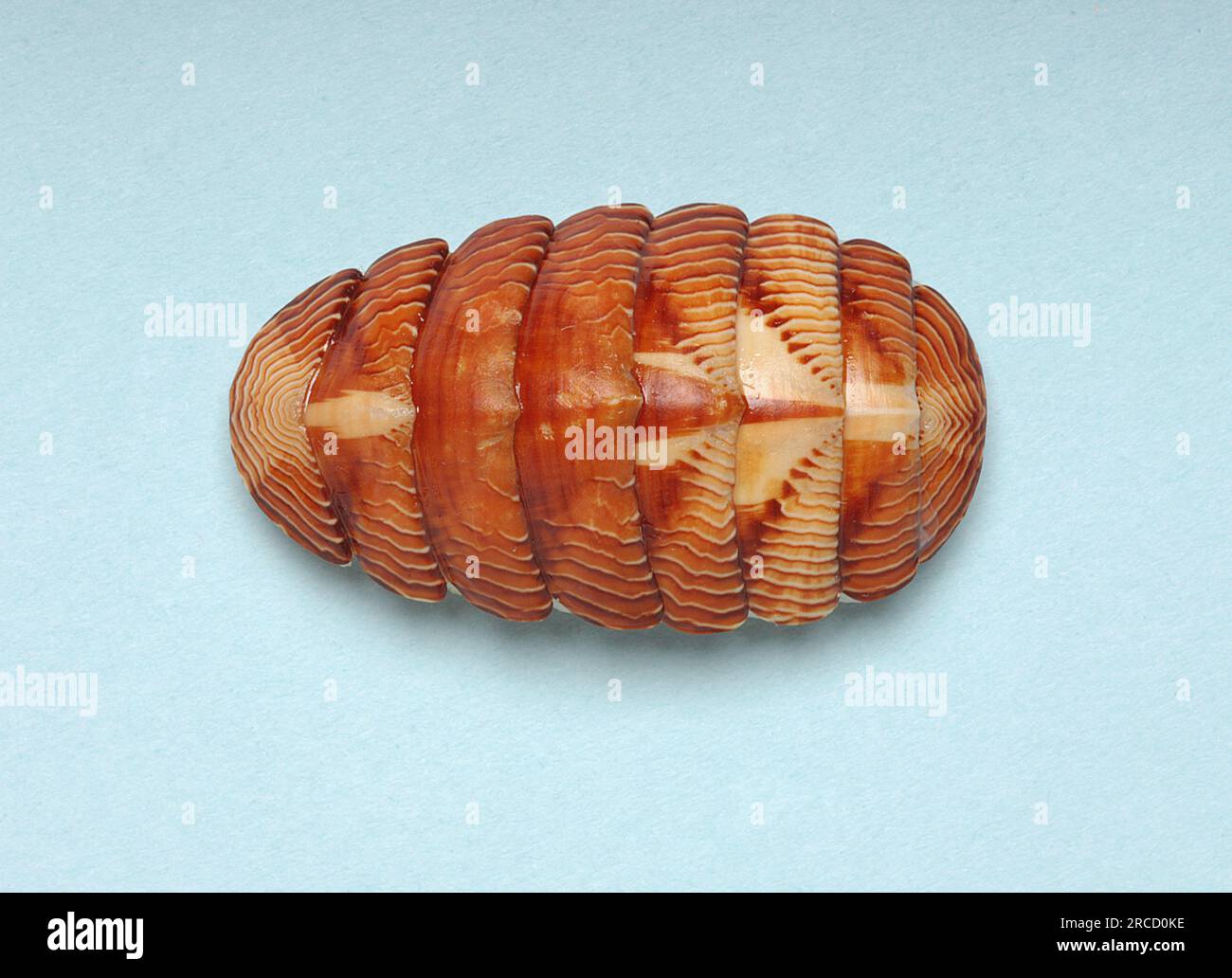 Chiton or chaetopleura or tonicella hi-res stock photography and images ...