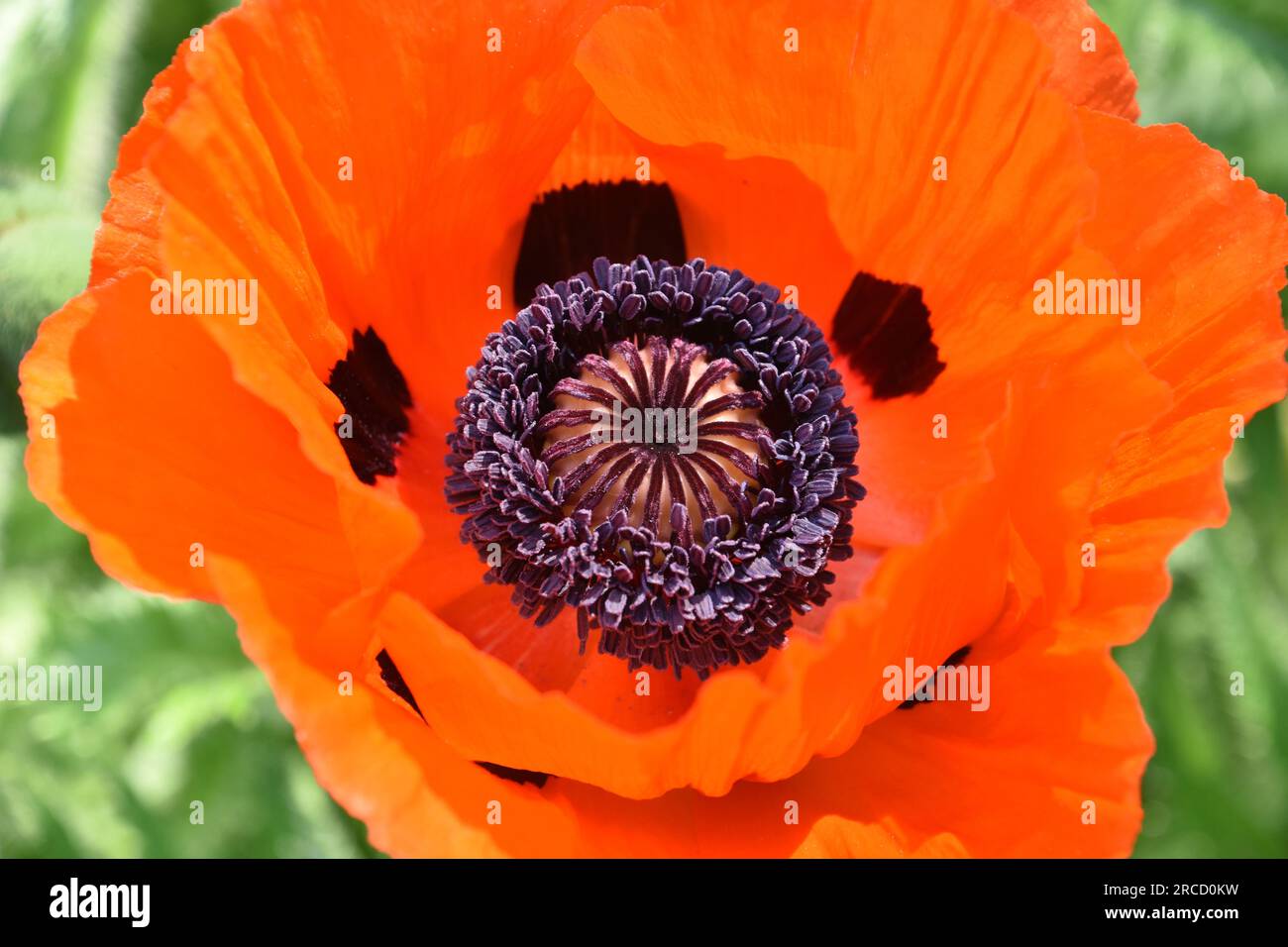 Poppy flower blossom center up real close in a stunning capture Stock ...