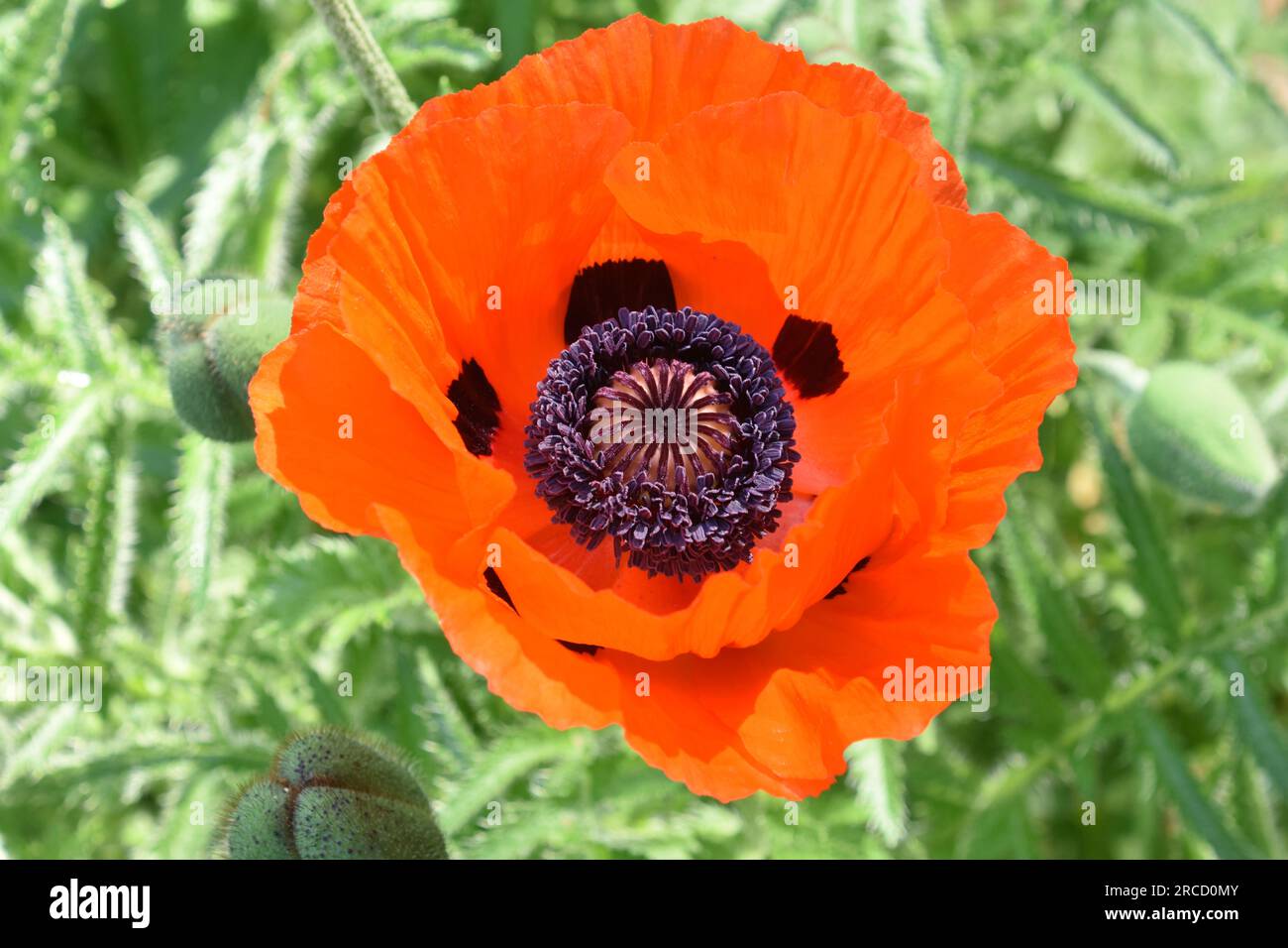 Stunning poppy garden with blooming poppies and budding poppies Stock ...