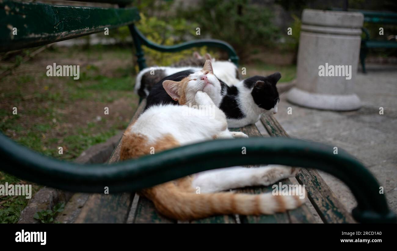Kotor, Montenegro - A bench in Old Town occupied by stray cats Stock ...