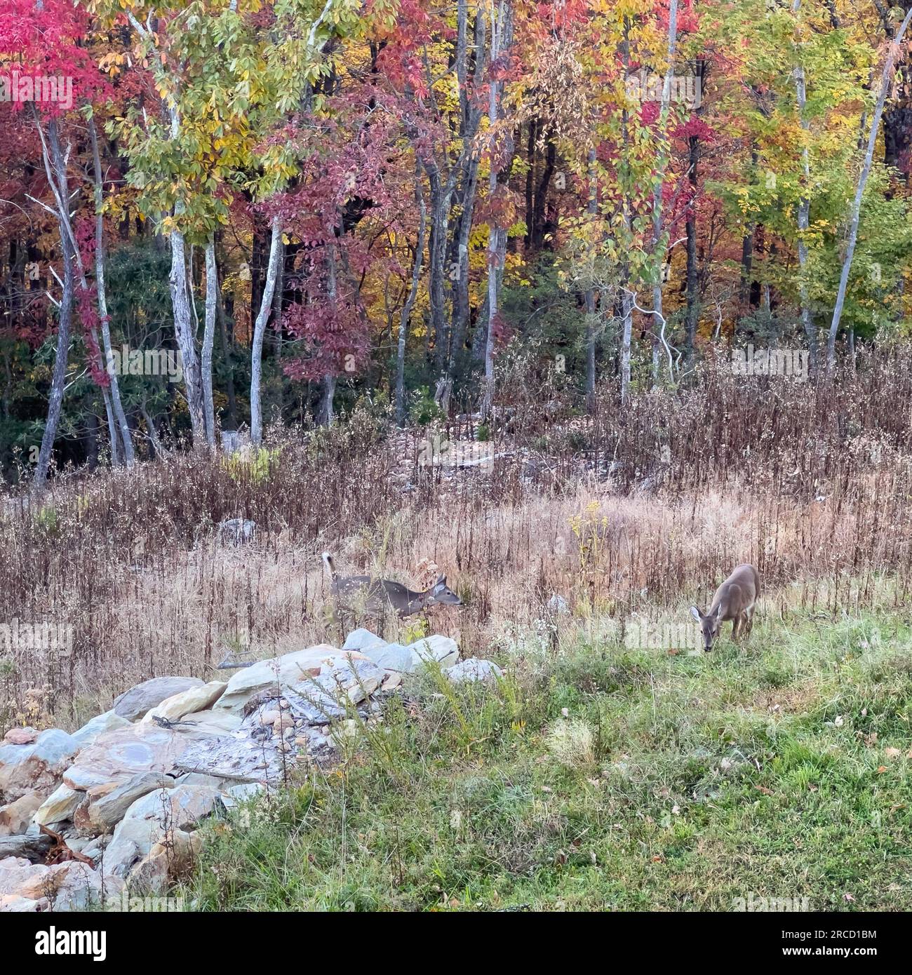 Deer eating grass in front of colorful fall folliage in the Blue Ridge ...