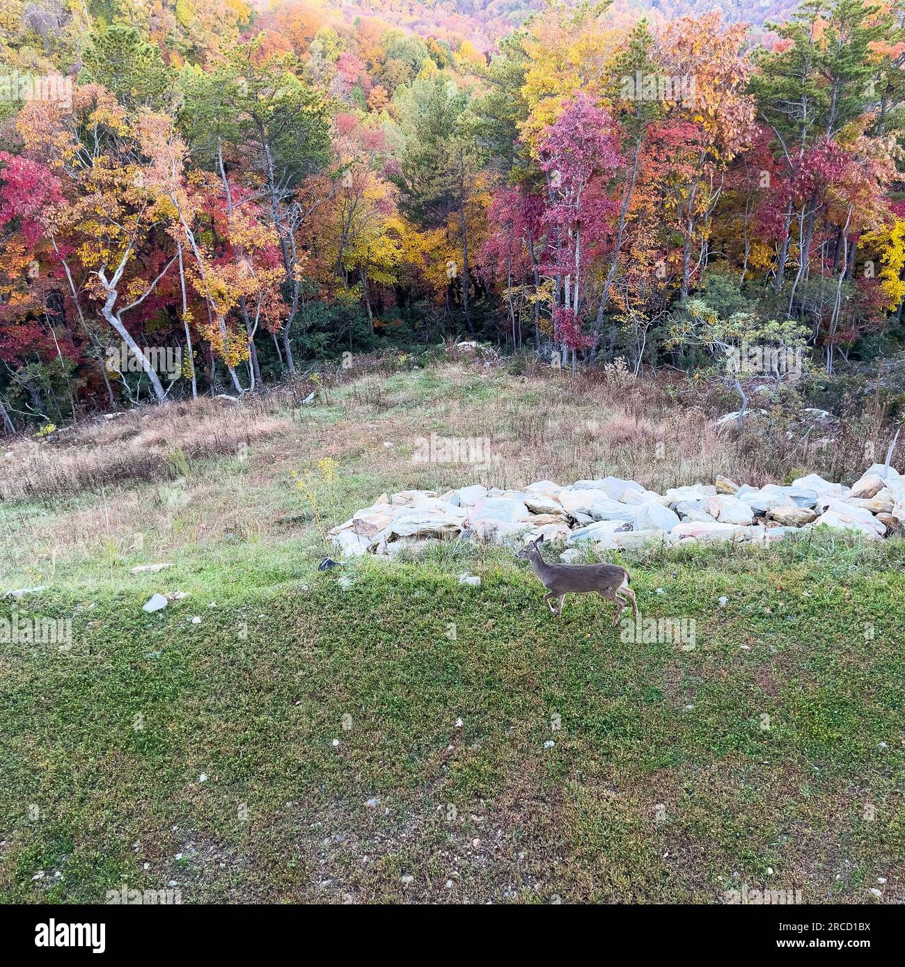 Deer eating grass in front of colorful fall folliage in the Blue Ridge ...
