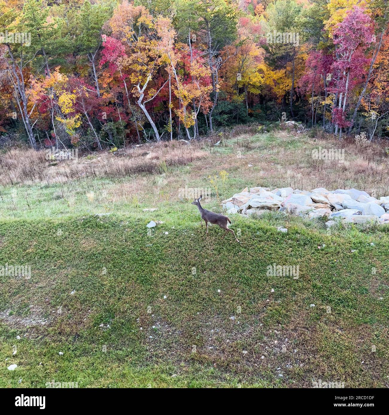 Deer eating grass in front of colorful fall folliage in the Blue Ridge ...